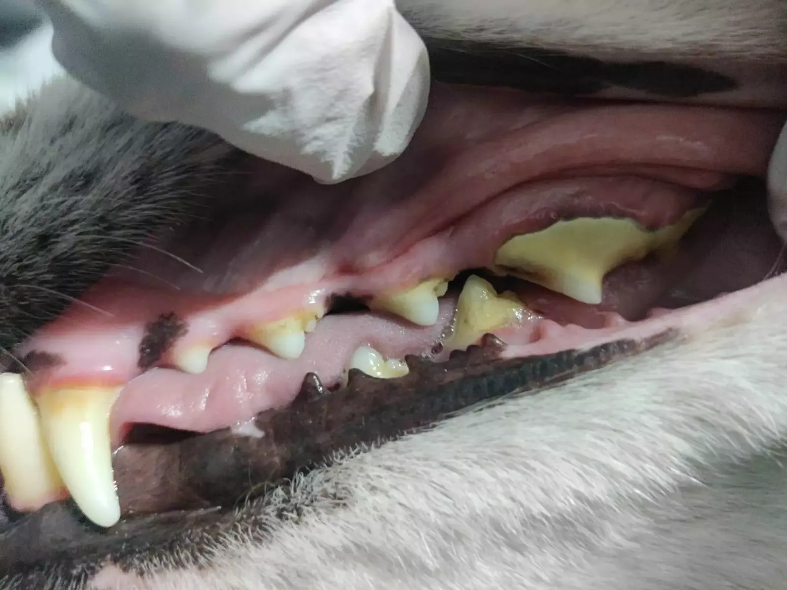 Non-Anesthetic Pet Dental Cleaning for Dogs & Cats - Royal Touch Pet Dental