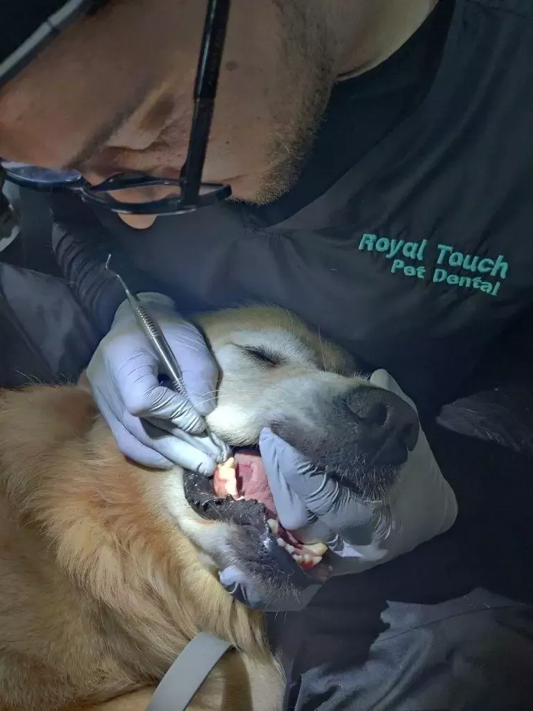 Non-Anesthetic Pet Dental Cleaning for Dogs & Cats - Royal Touch Pet Dental